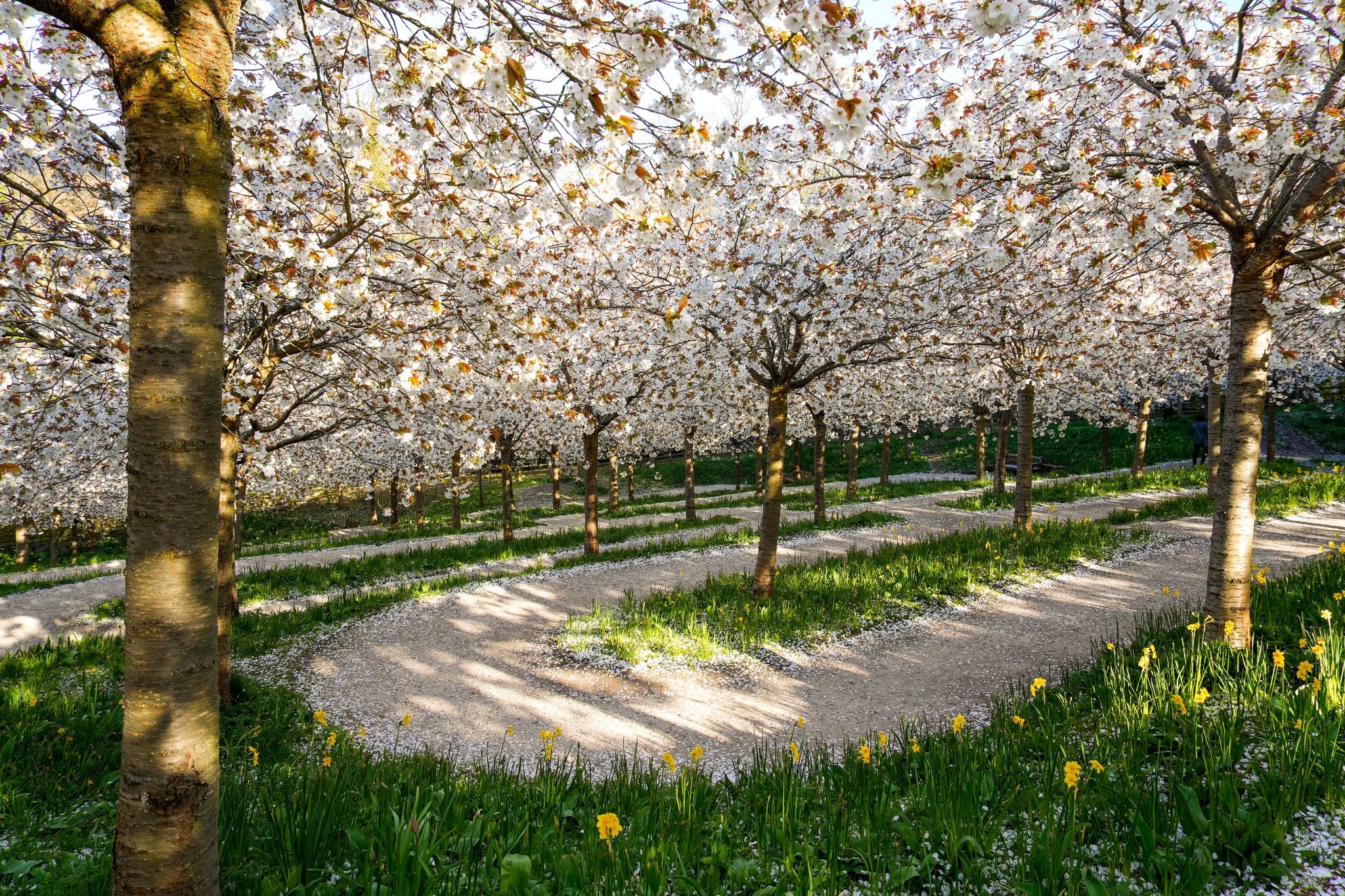 The Alnwick Garden Blossom Highlights ... - The Alnwick Garden