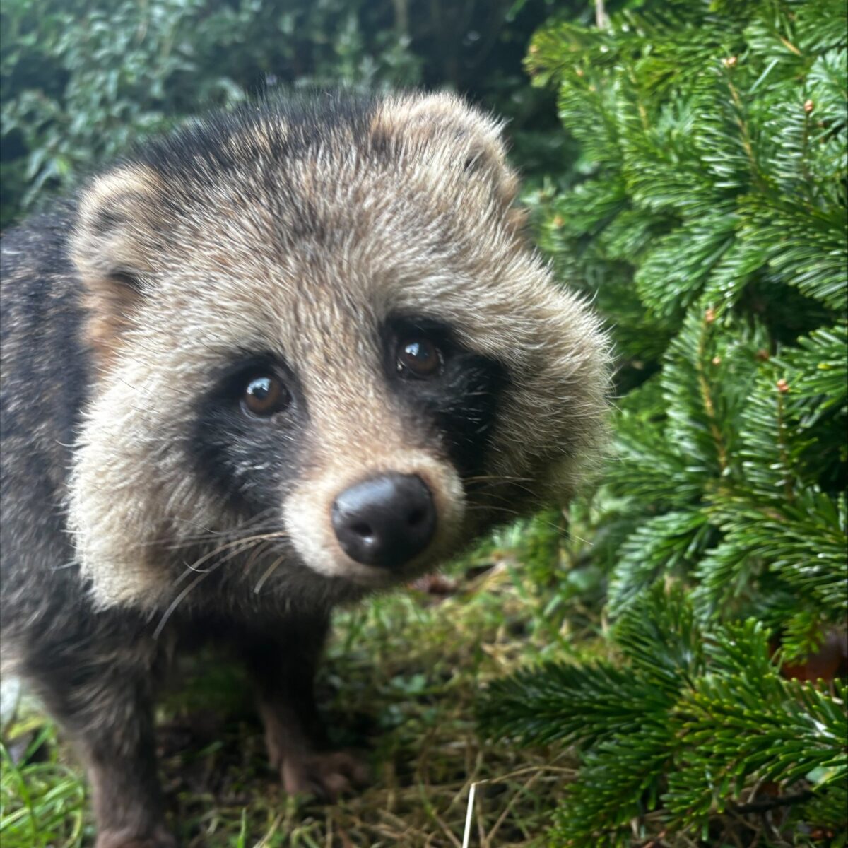The Alnwick Garden Christmas Tree Animal Enrichment - The Alnwick Garden